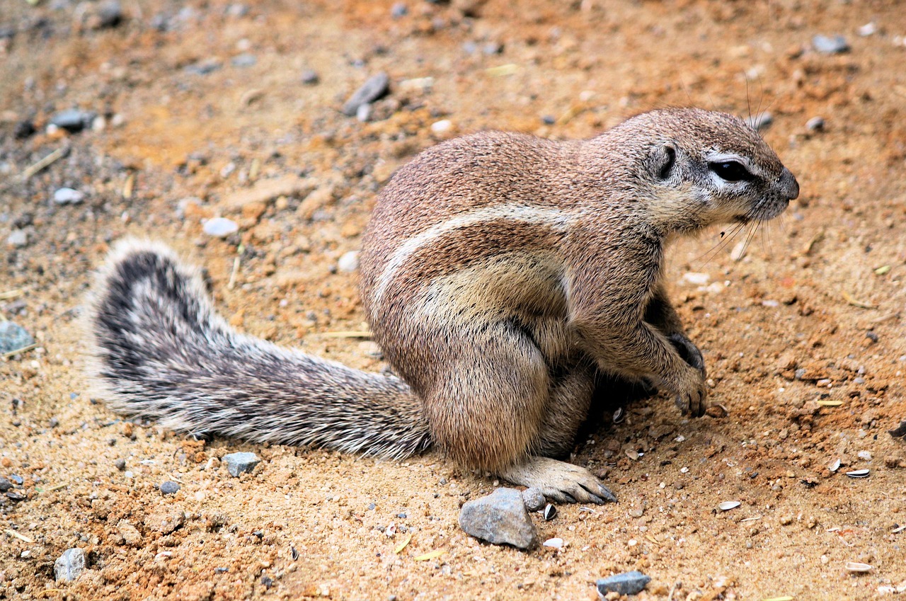 Squirrel Called Cape Mammal - Free photo on Pixabay