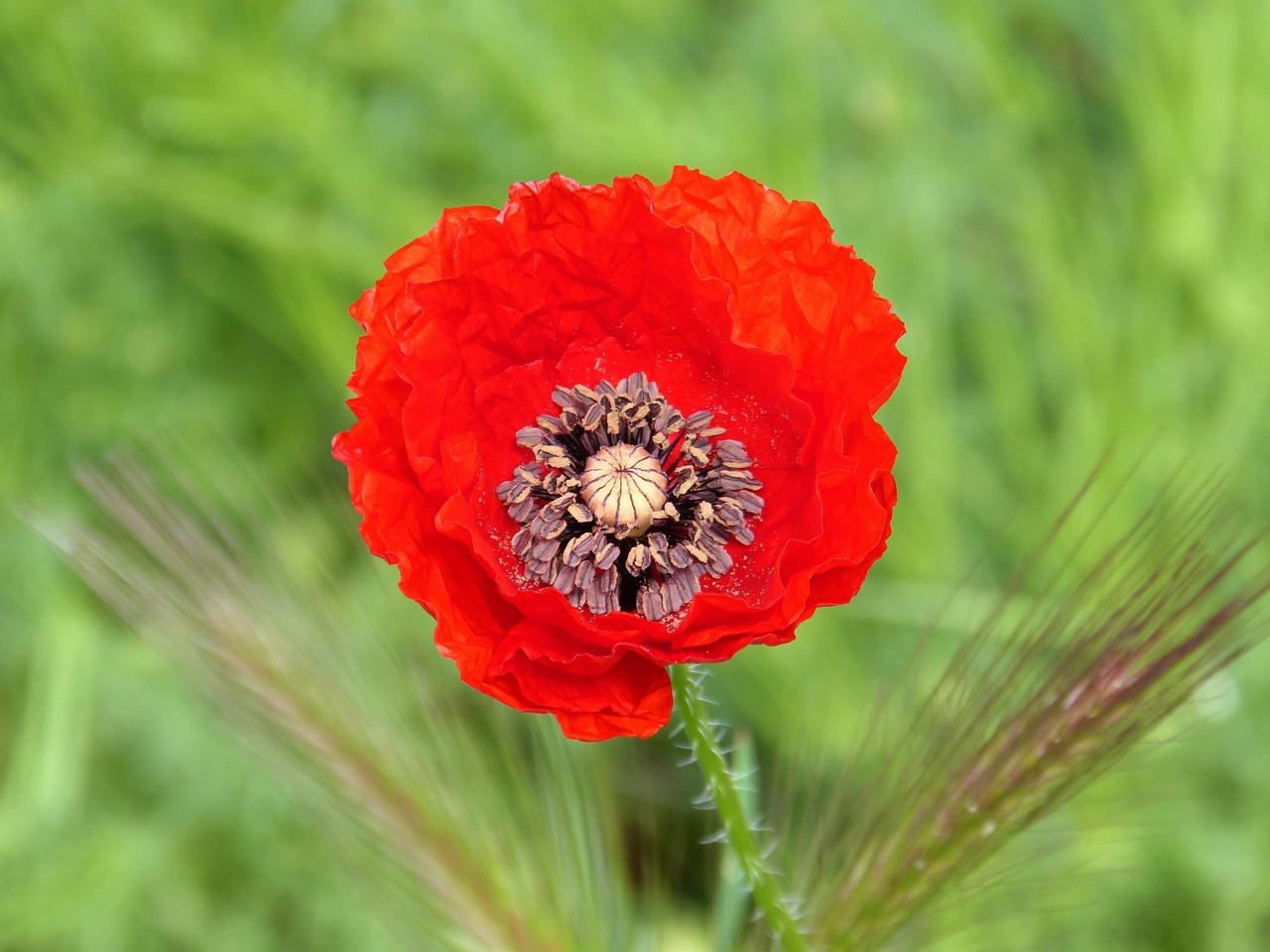 Poppy Rosella Ababol - Free photo on Pixabay