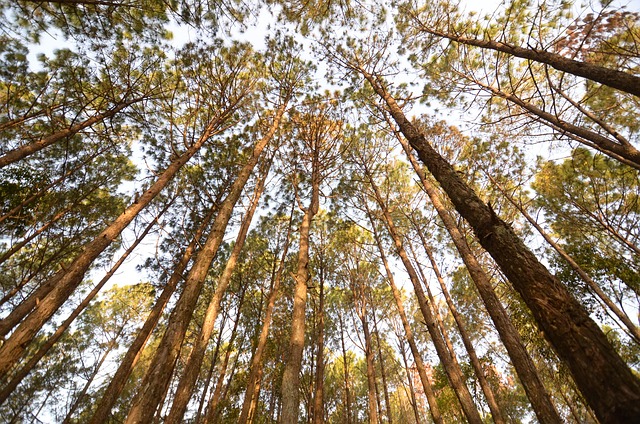 Árboles Árbol Bosque - Foto gratis en Pixabay - Pixabay