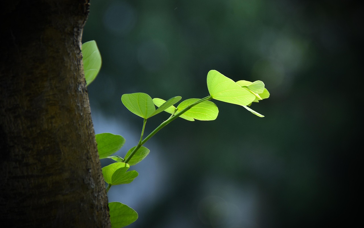 Groene Blad Zonneschijn Helder - Gratis foto op Pixabay