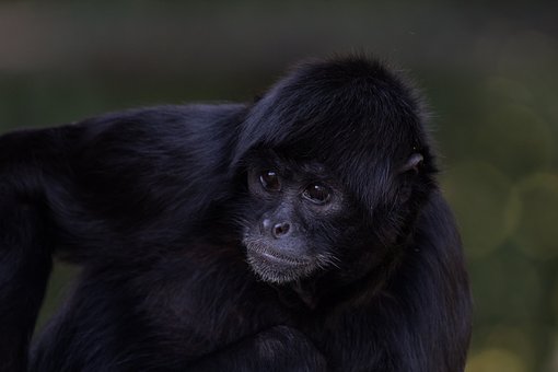 3+ Free Siamang & Gibbon Images - Pixabay