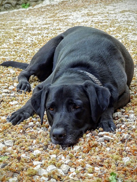 Cachorro Labrador Animal - Foto gratuita no Pixabay - Pixabay