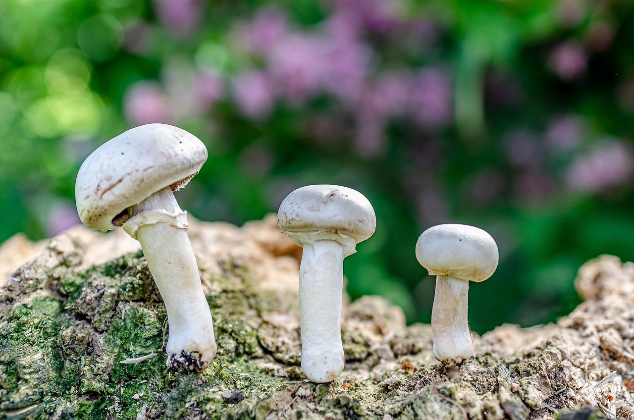 Champignon Paris Nature - Photo gratuite sur Pixabay - Pixabay