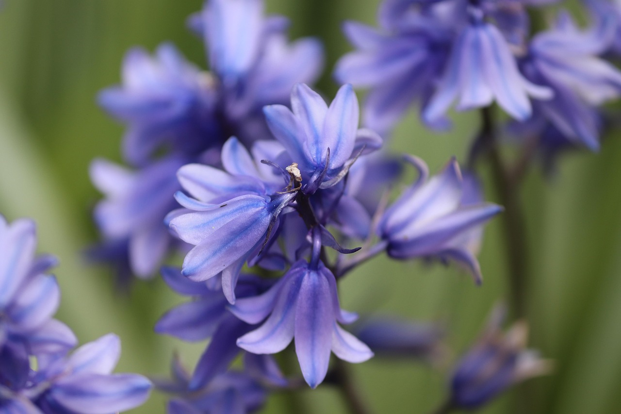 Jacinthe Bleu Fleur Plante - Photo gratuite sur Pixabay - Pixabay