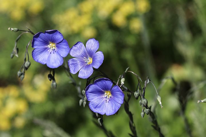 100+ Free Flax & Flax Seed Photos - Pixabay