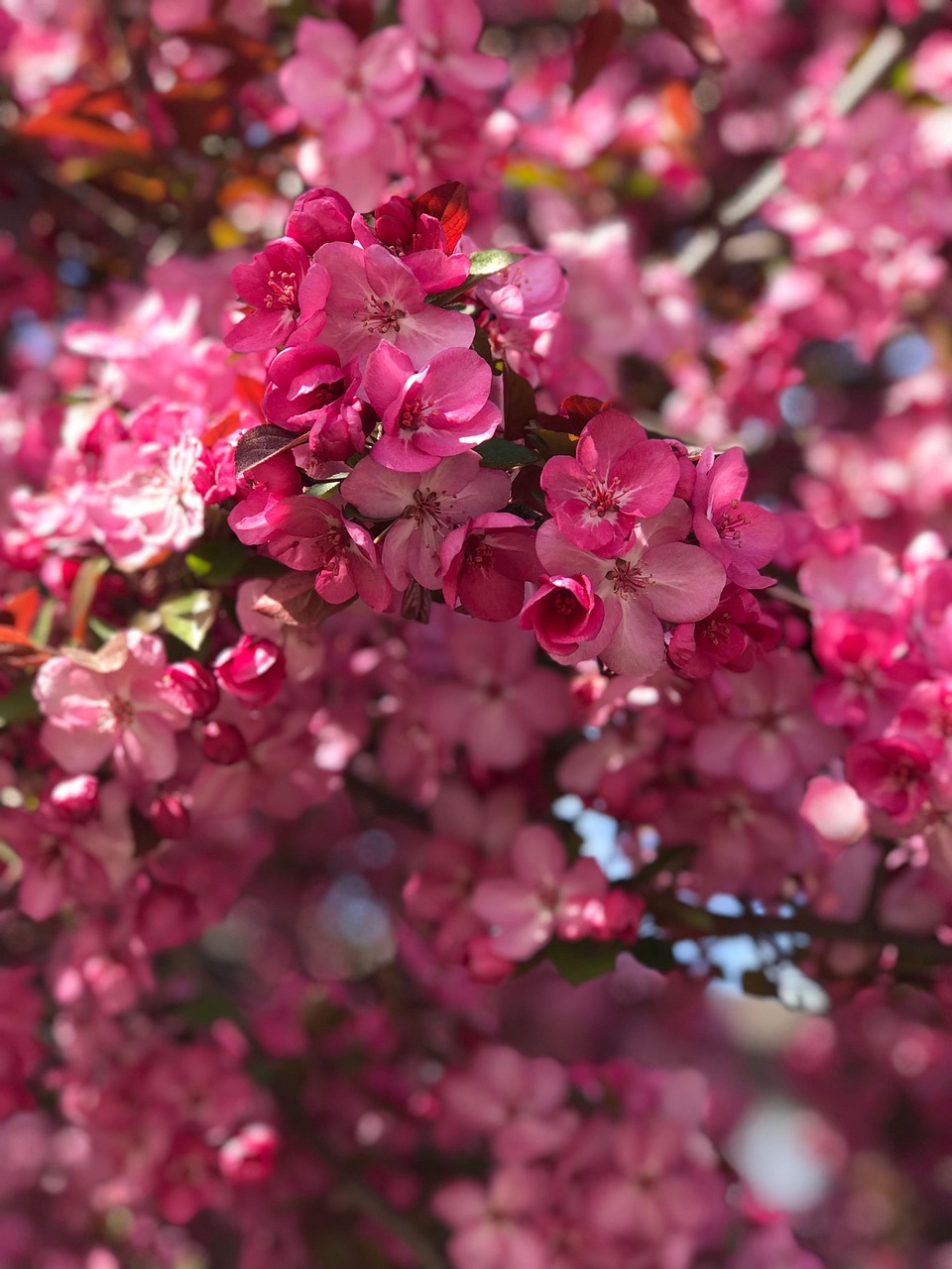 Fleurs Fleurir Nature - Photo gratuite sur Pixabay - Pixabay