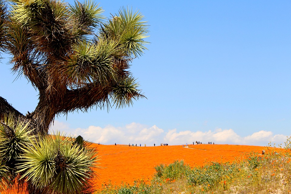 Poppies Superbloom Desert - Free photo on Pixabay
