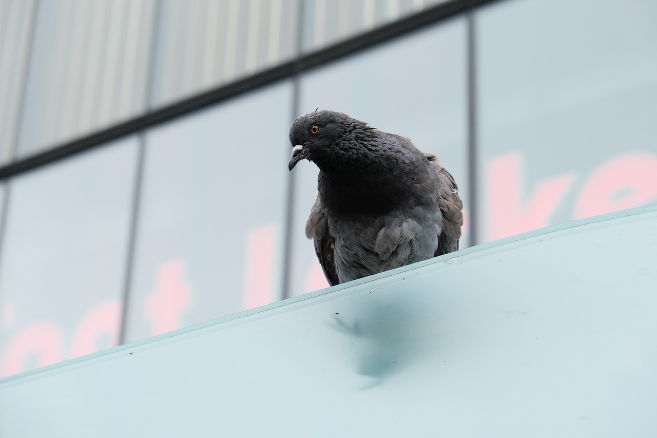 Pombo Pássaro Cobertura - Foto gratuita no Pixabay - Pixabay
