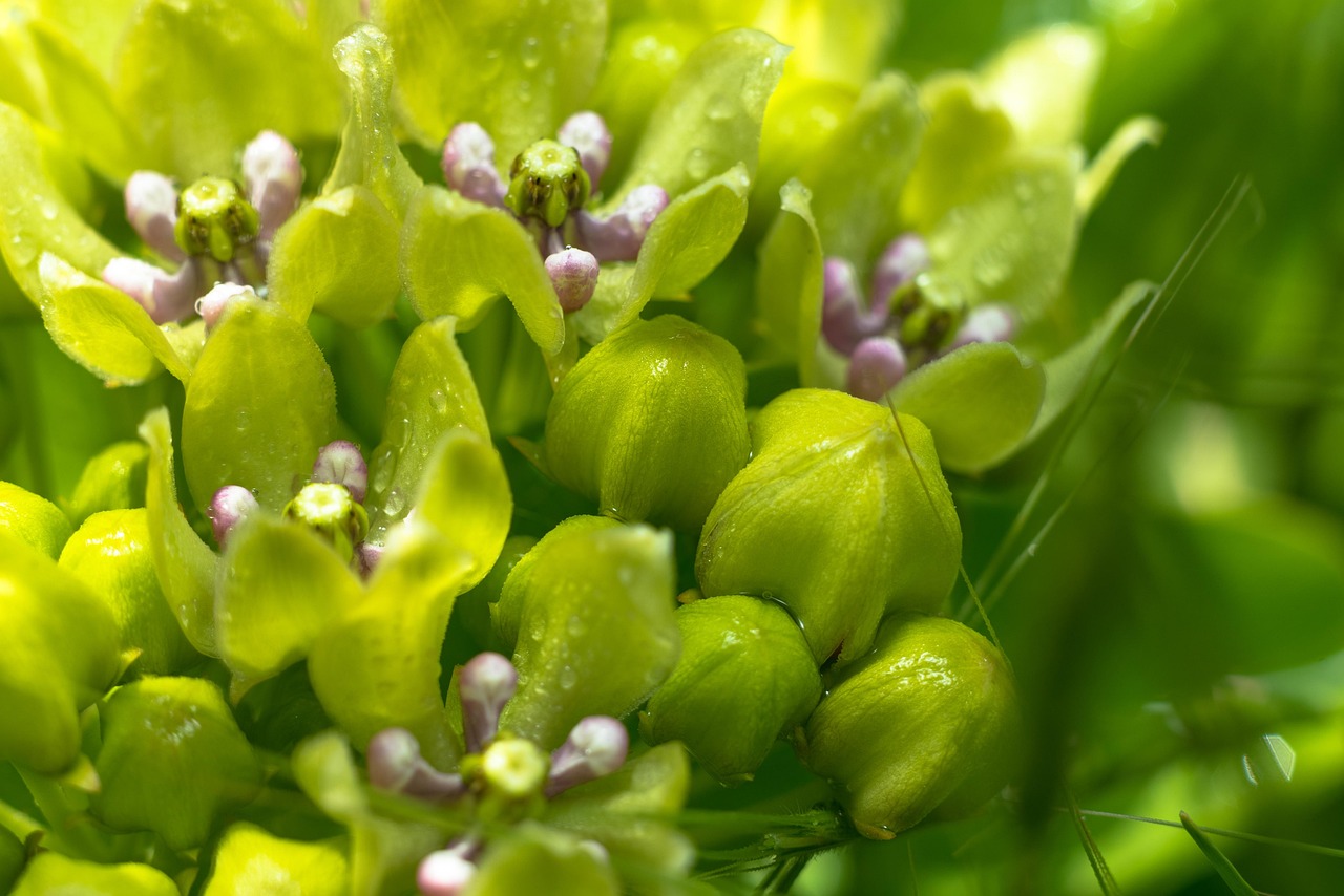 Green Flower Nature - Free photo on Pixabay