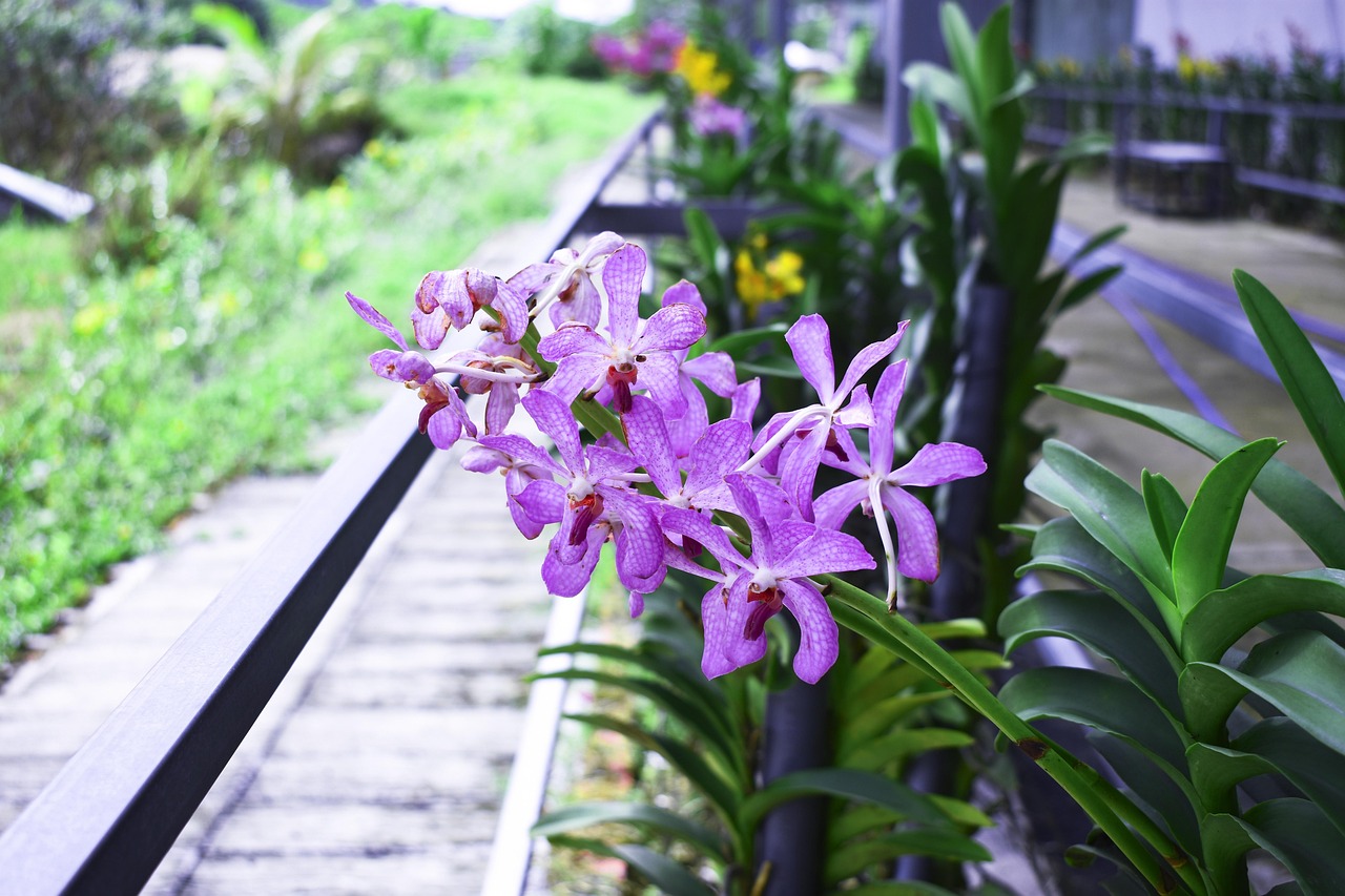 Flowers Leaf Spring - Free photo on Pixabay - Pixabay