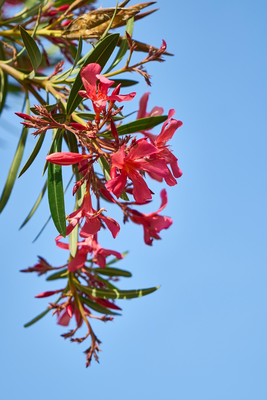 Herb Flower Spring - Free photo on Pixabay - Pixabay