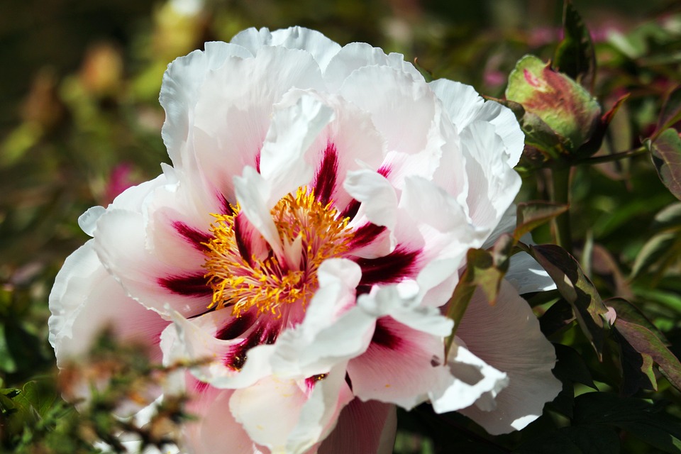 Arboretum Peony Bush - Free photo on Pixabay - Pixabay