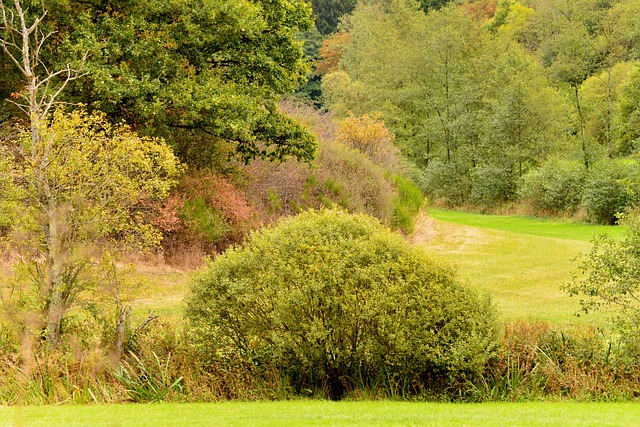 Paysage Nature Vert - Photo gratuite sur Pixabay - Pixabay