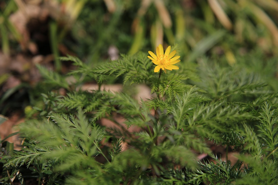Multiple Plants Wildflower Wild - Free photo on Pixabay - Pixabay