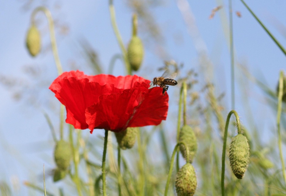 Poppy Bunga Langit - Foto gratis di Pixabay - Pixabay