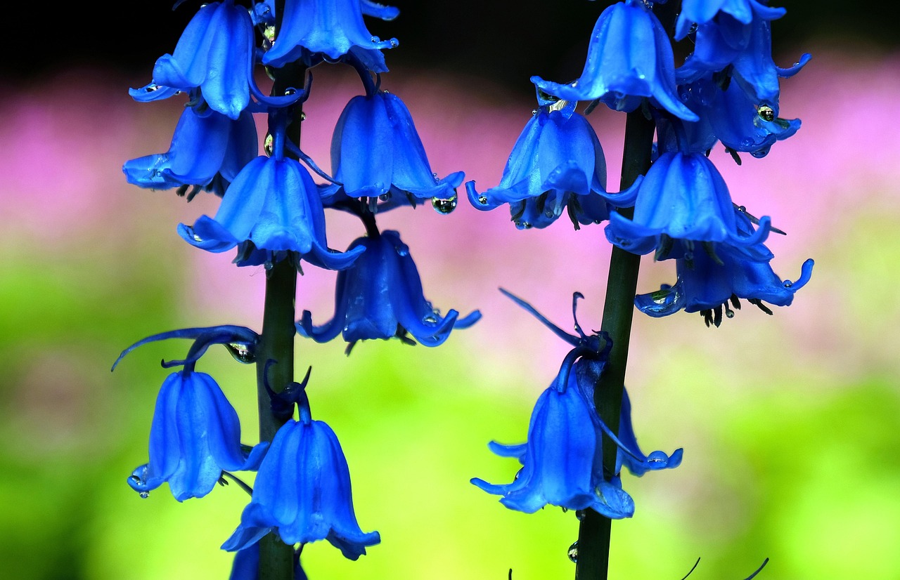 Hyacinth Flower Hyacinthoides - Free photo on Pixabay - Pixabay