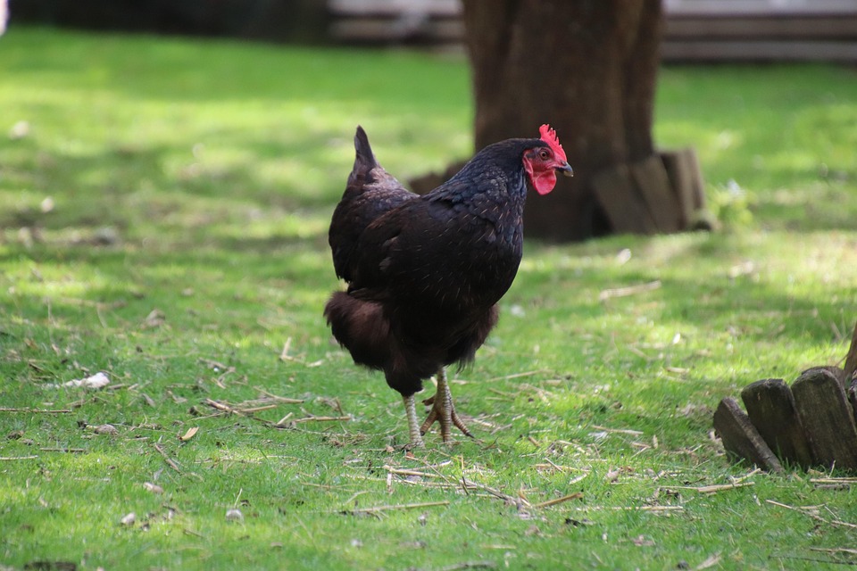 Chicken Gallinacées Poultry - Free photo on Pixabay - Pixabay