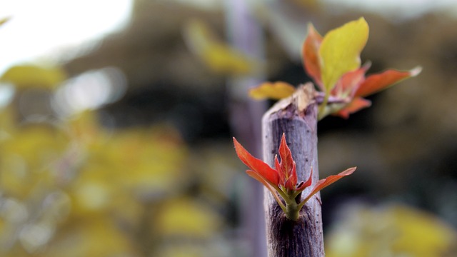 Plant Flower Branch - Free photo on Pixabay - Pixabay
