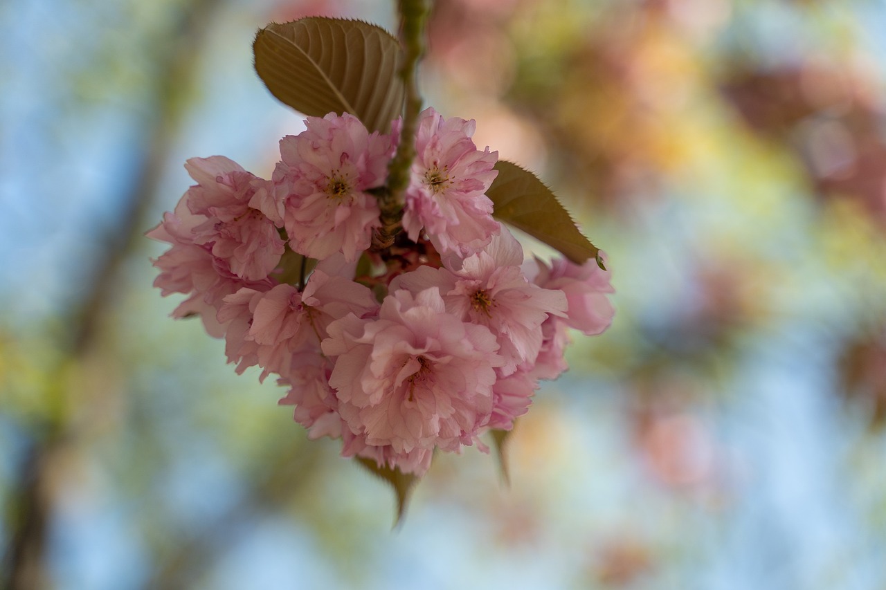 Flor De Amendoeira Árvore Rosa - Foto gratuita no Pixabay - Pixabay