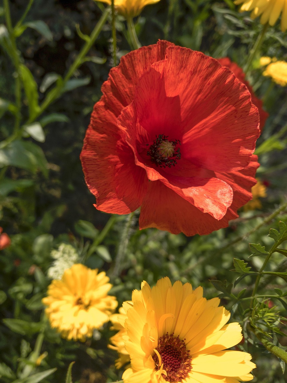 Meer dan 400 gratis afbeeldingen van Veldbloemen en Natuur - Pixabay