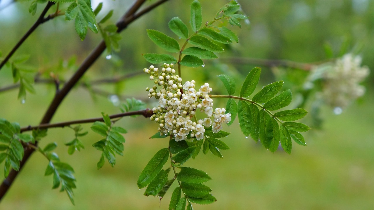 Nature Plants Sprig - Free photo on Pixabay - Pixabay