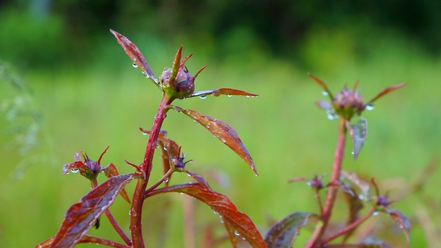 Nature Plants Sprig - Free photo on Pixabay - Pixabay