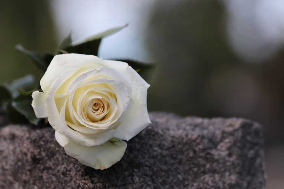 White Rose Grey Marble Purity - Free photo on Pixabay