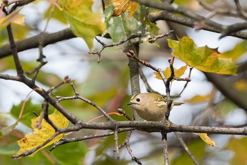 30+ Free Goldcrest & Bird Images
