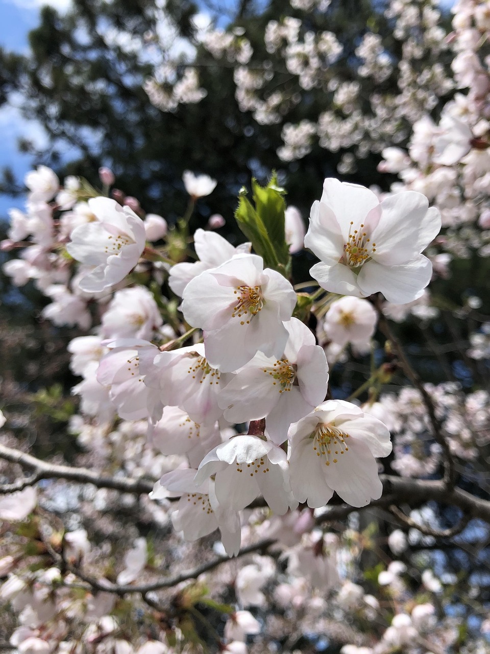 Flores De Cerejeira Sakura - Foto gratuita no Pixabay - Pixabay