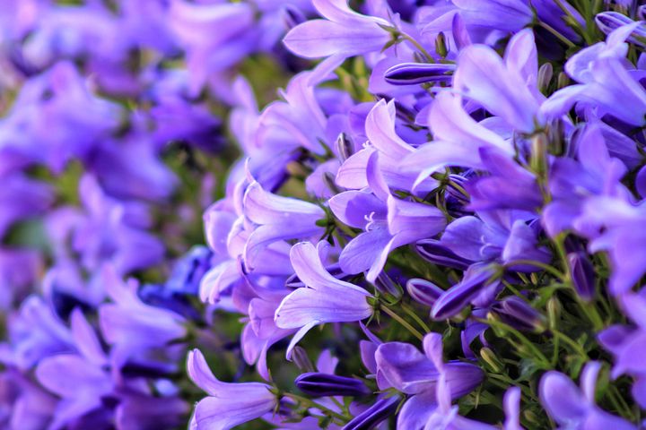 500+ Free Blue Bells & Blue Photos - Pixabay