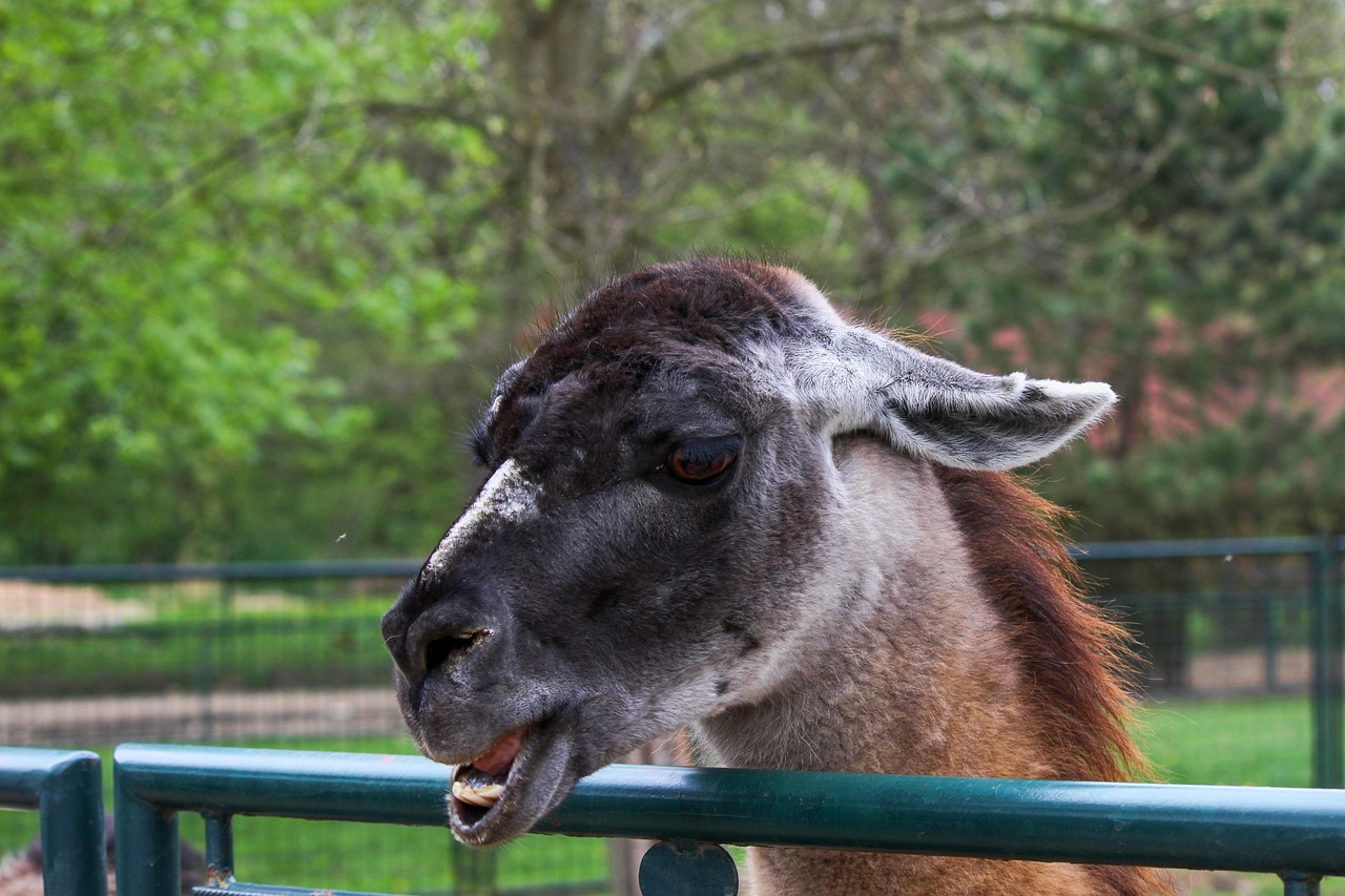 Lama Dyr Hoved - Gratis foto på Pixabay - Pixabay