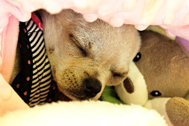 Dog Pooch Animal Domestic - Free photo on Pixabay - Pixabay