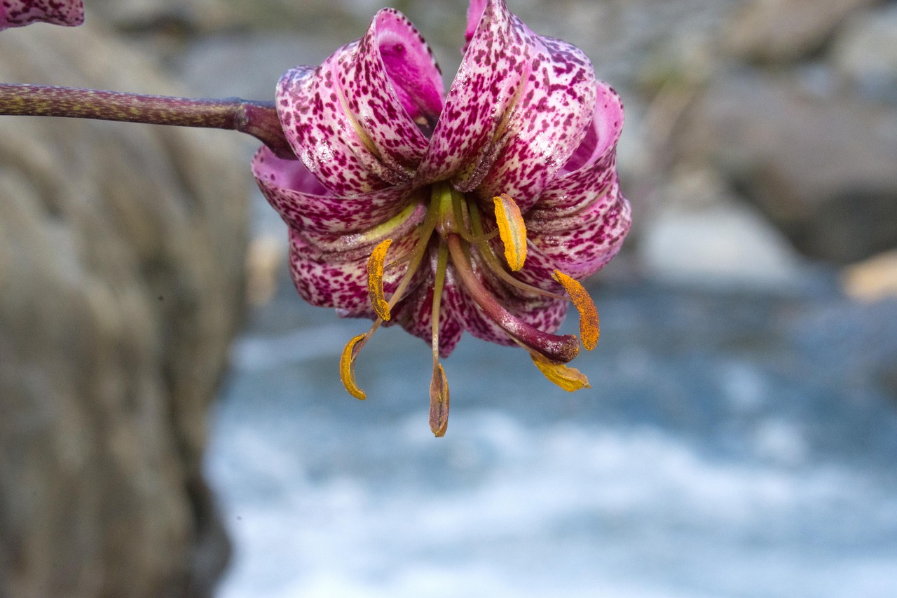 Turk'S Cap Lily Flower - Free photo on Pixabay - Pixabay