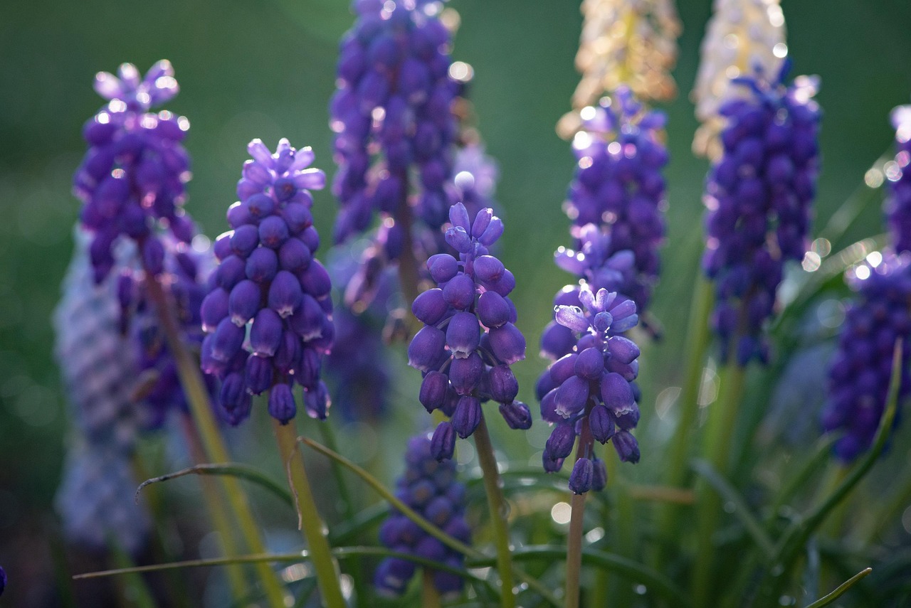 Plus de 2 000 images de Jacinthes et de Nature - Pixabay