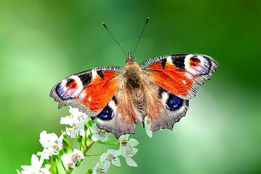 Papillon Vert Images - Téléchargez des images gratuites - Pixabay