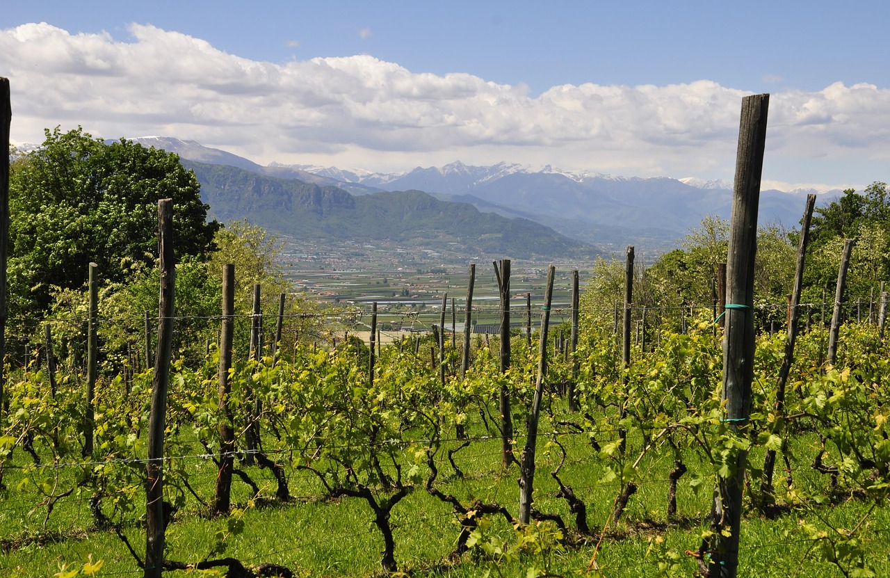 Vineyard Hill Panorama - Free photo on Pixabay