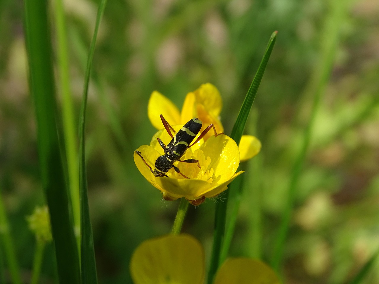 Buttercup Gold Button Flower - Free photo on Pixabay - Pixabay