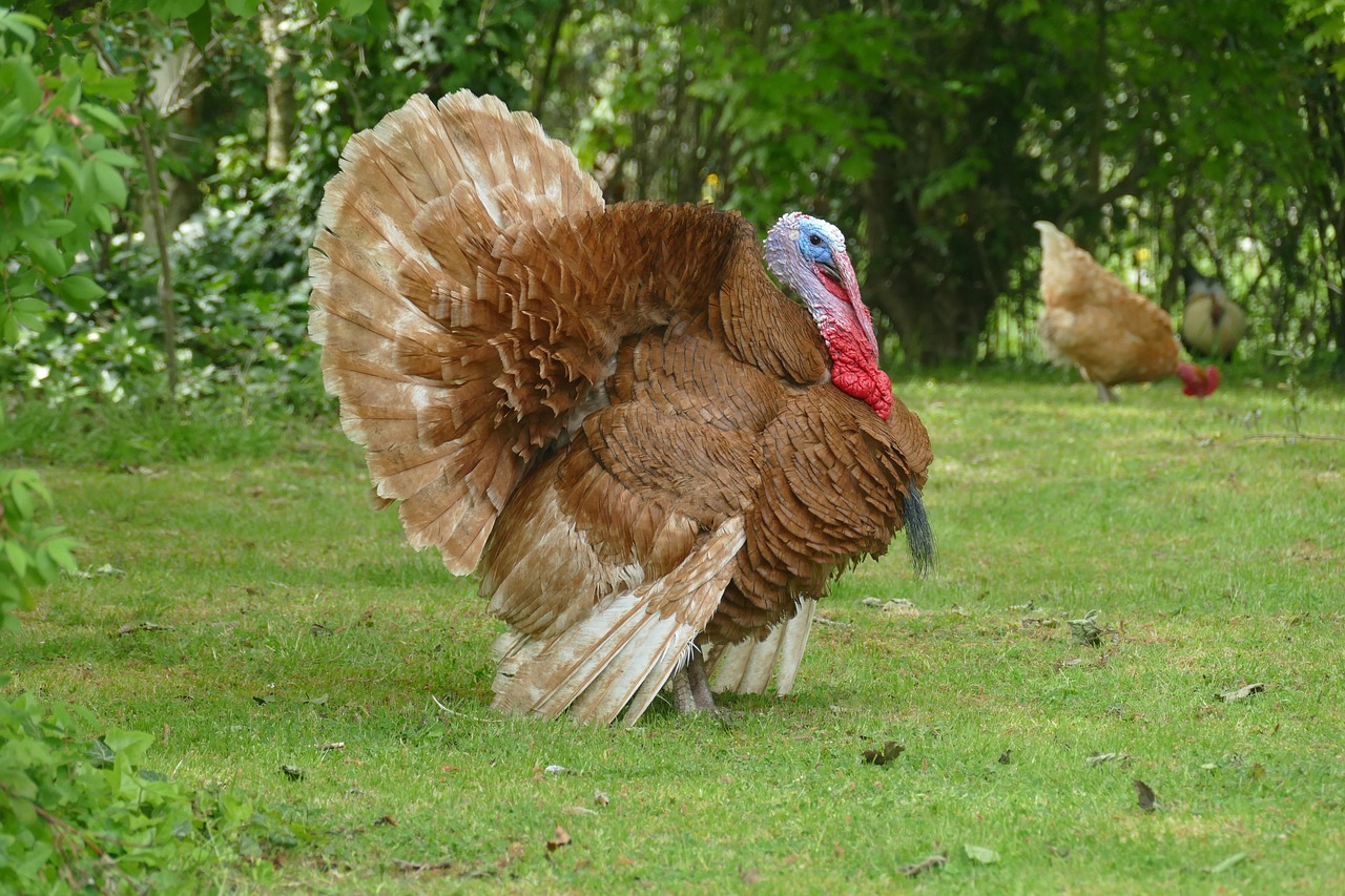 Plus de 20 images de Dindon* et de Oiseau - Pixabay