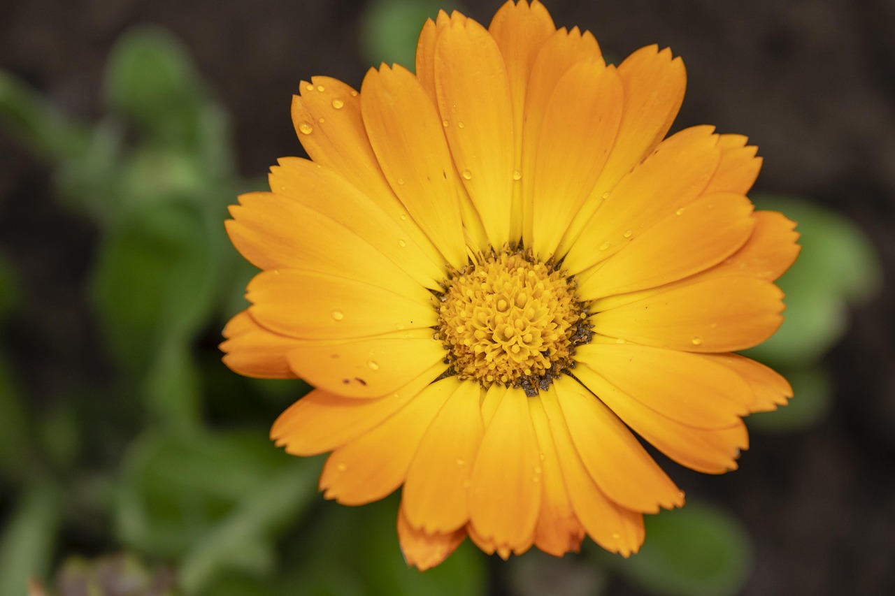 Maravilla Flor Flores - Foto gratis en Pixabay - Pixabay