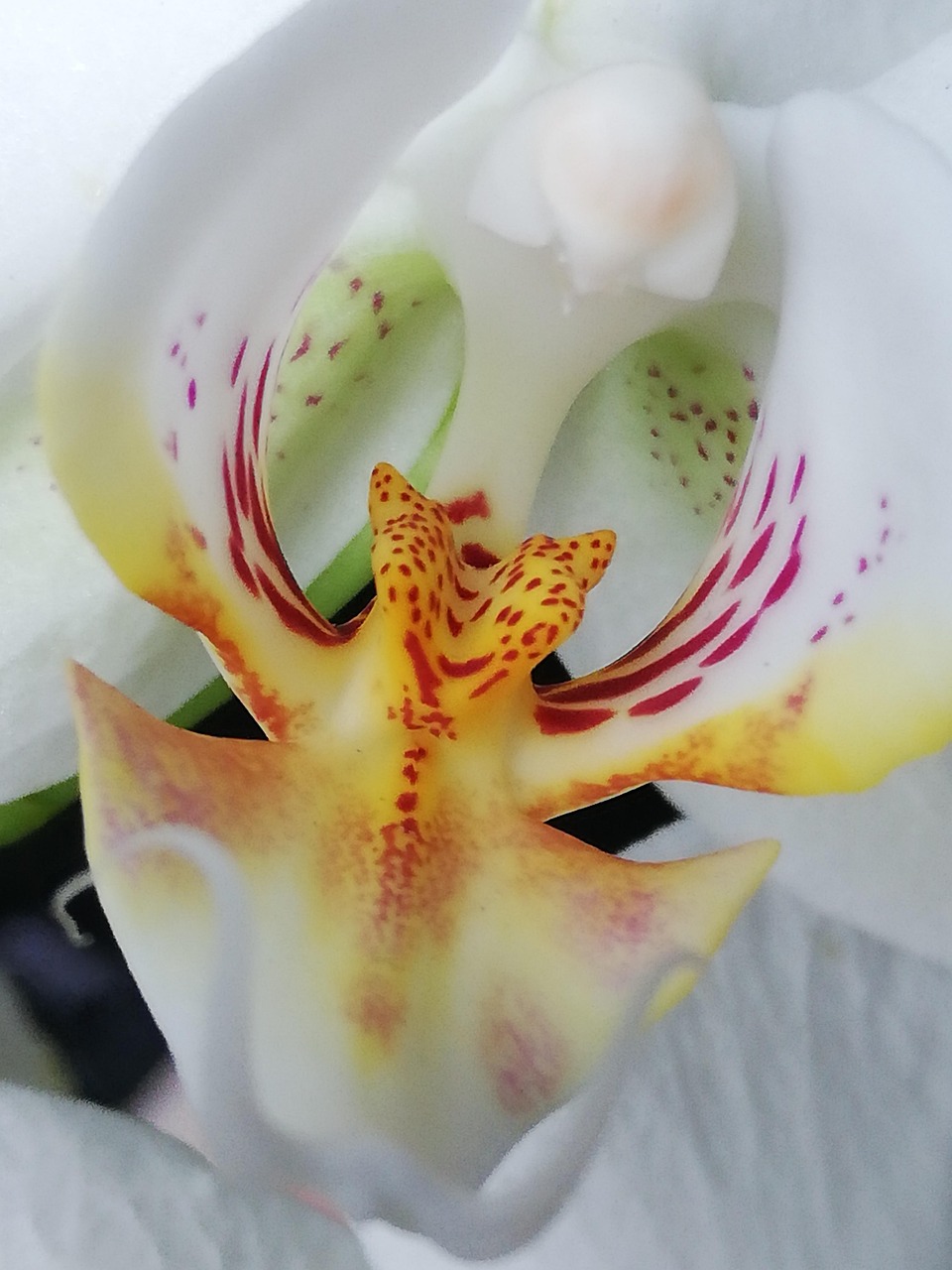 Orchidée Fleur Blanche - Photo gratuite sur Pixabay - Pixabay