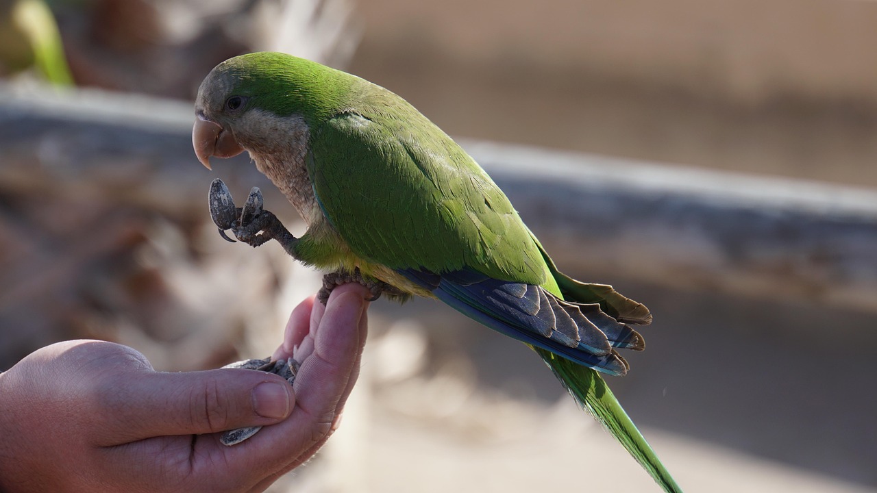 Parrot Green The Slender-Billed - Free photo on Pixabay - Pixabay