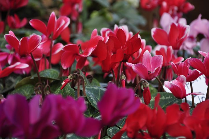 100+ Free Cyclamen & Flower Images - Pixabay