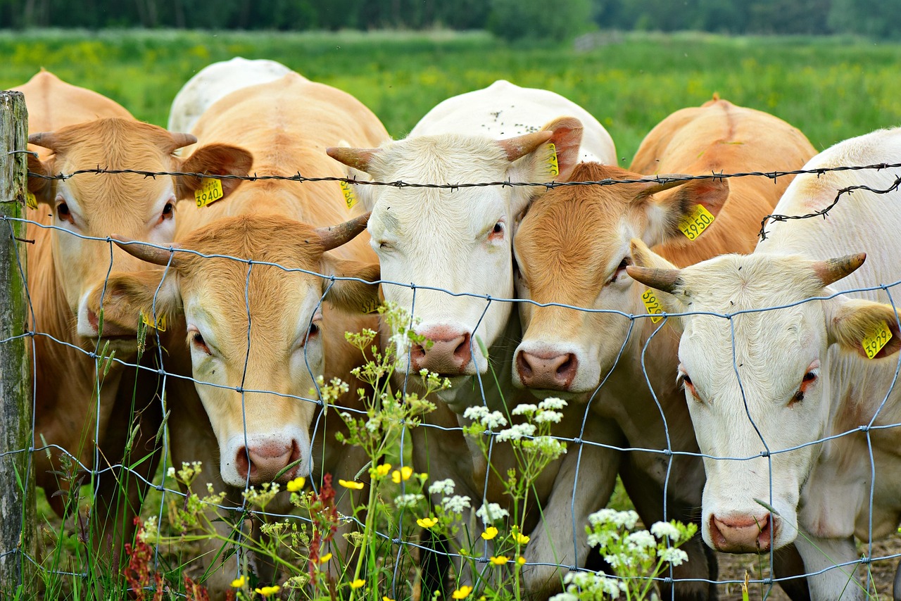 10,000+ Free Group Of Cows & Cow Images - Pixabay