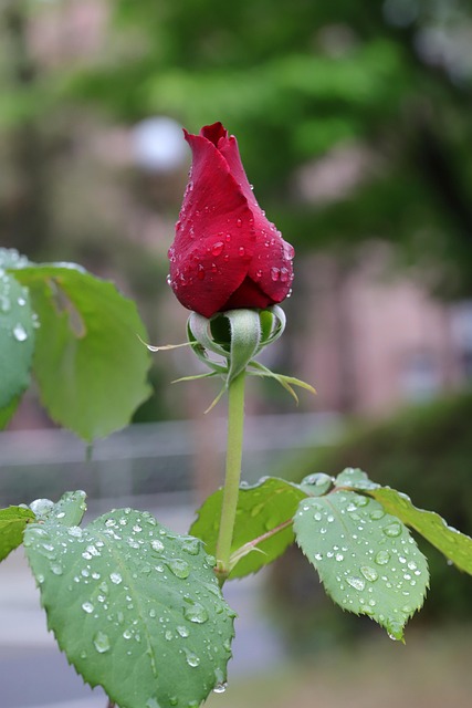 Rose Flower Nature - Free photo on Pixabay