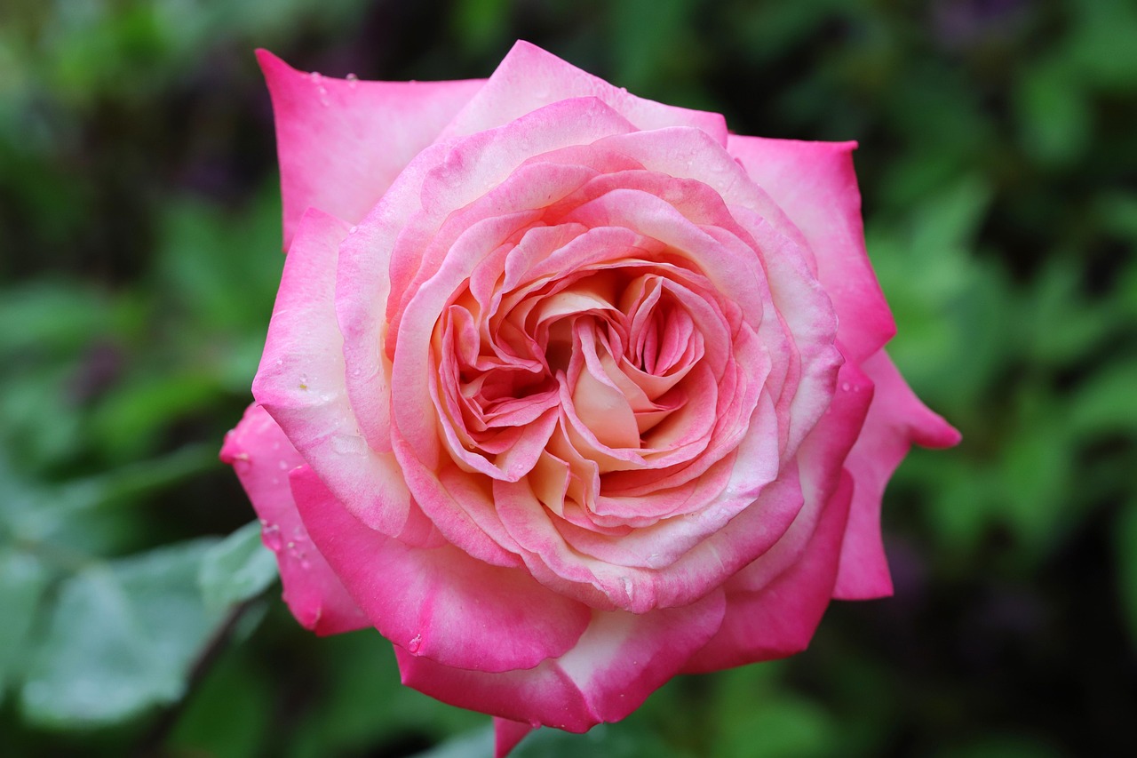 Rosa Flor Natureza Jardim De - Foto gratuita no Pixabay - Pixabay