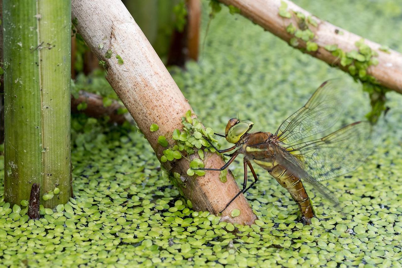 Libellule Aeshna Isoceles L'Eau - Photo gratuite sur Pixabay - Pixabay