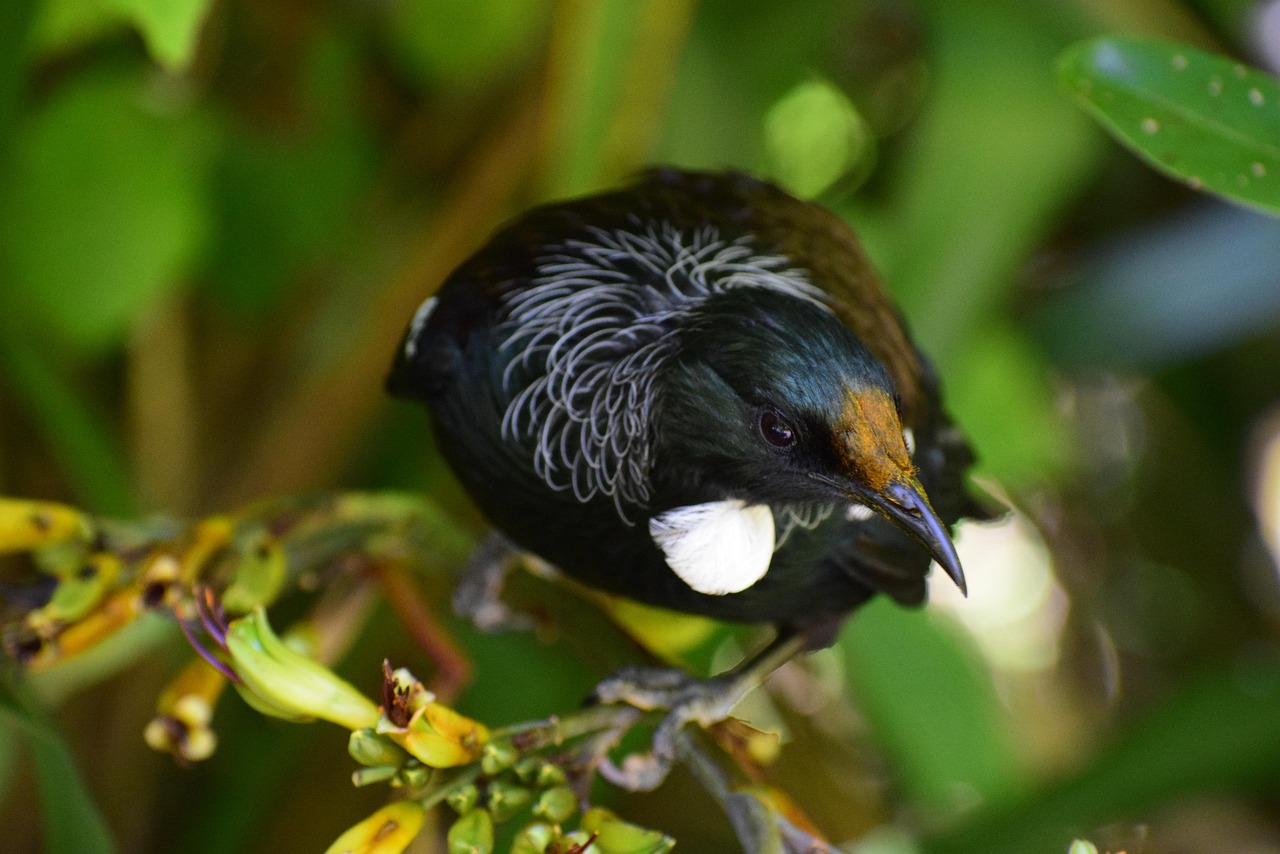 Tui Bird Branch - Free photo on Pixabay