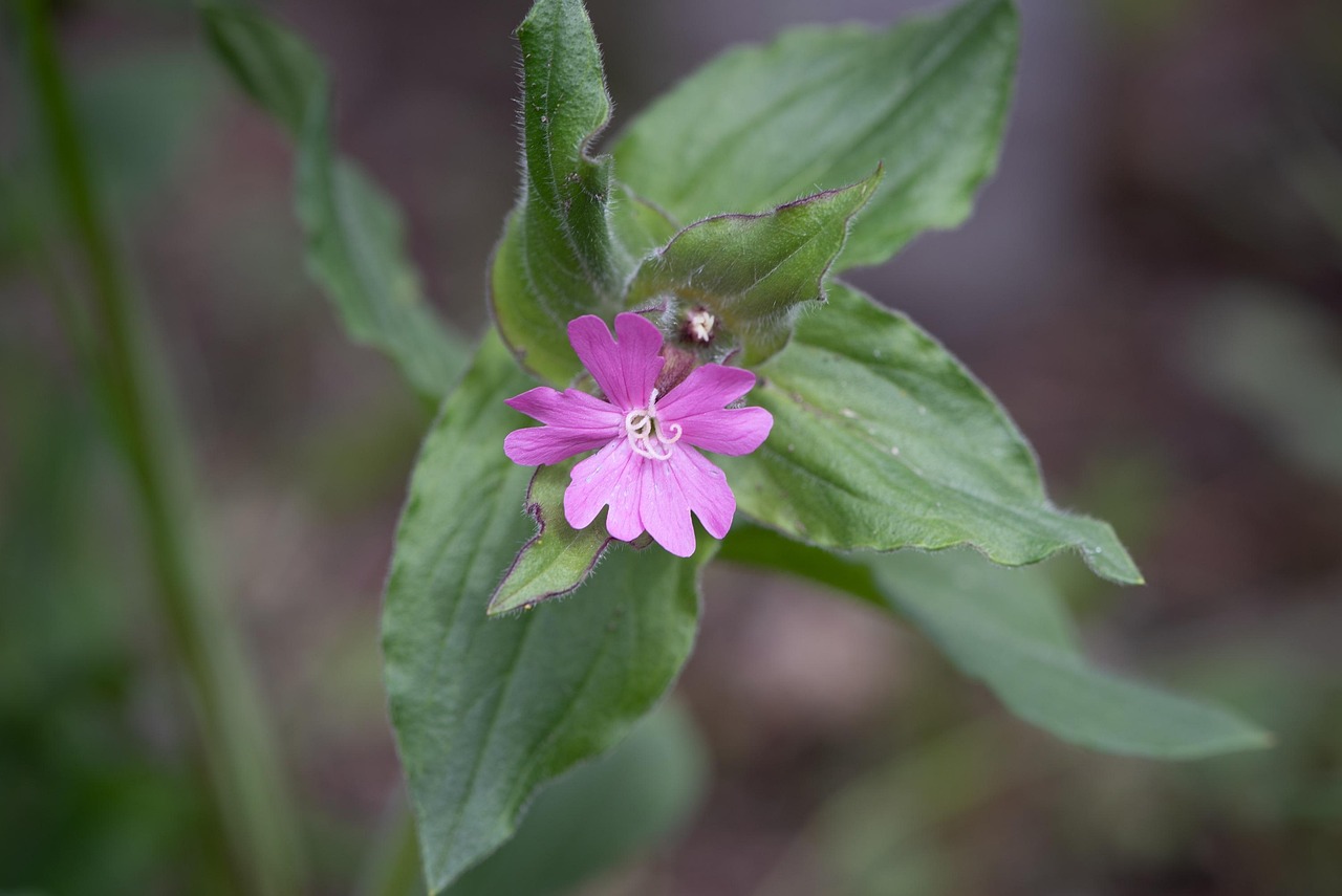 Heath Orchid Bunga Runcing Mekar - Foto gratis di Pixabay - Pixabay