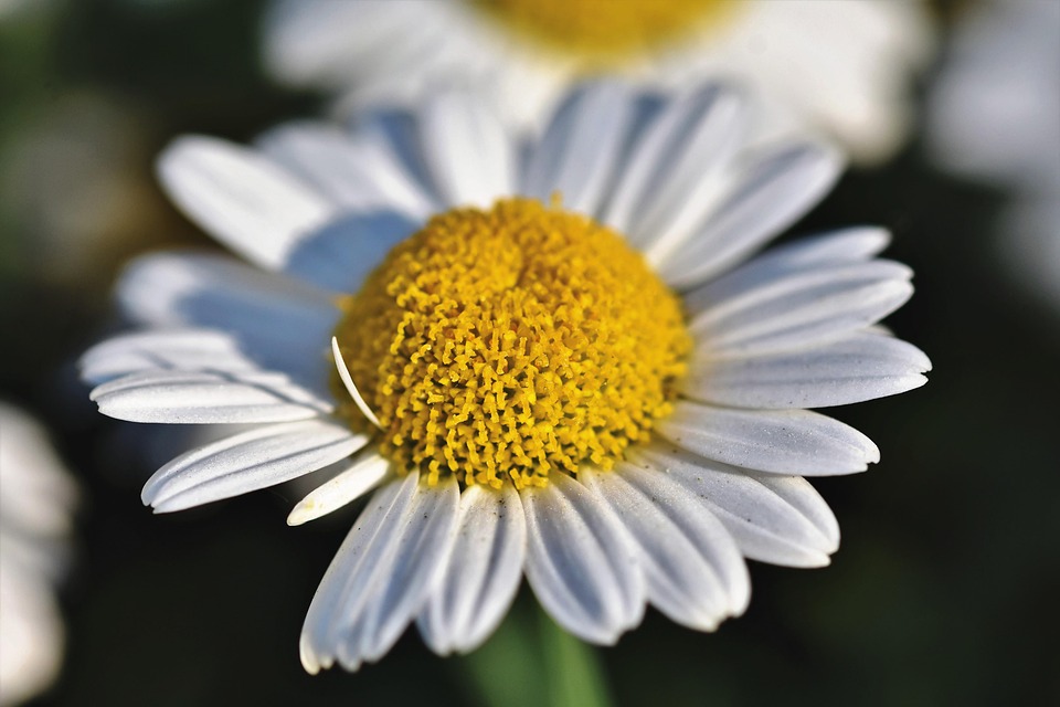 Margarite Fleur Floraison - Photo gratuite sur Pixabay - Pixabay