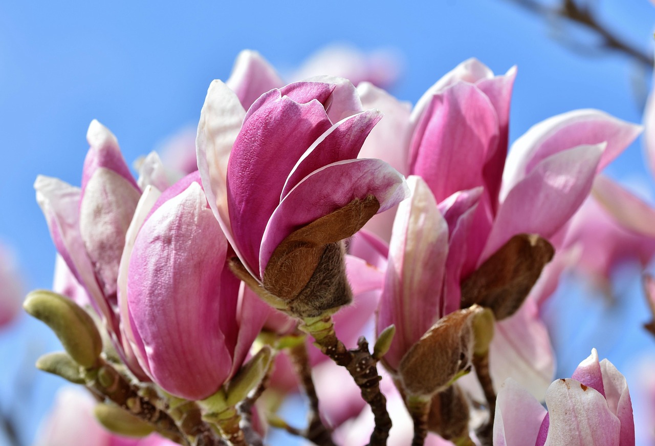 40,000+ Free Magnolia Tree & Magnolia Images - Pixabay